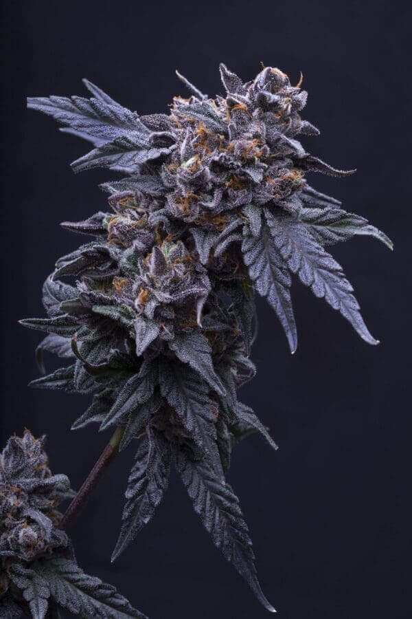 Gelato33 x Gushers Seeds - 70 Day Clone | Buds & Roses