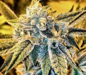 Cornbread Cannabis Seeds - Unique Genetics | Rare Dankness