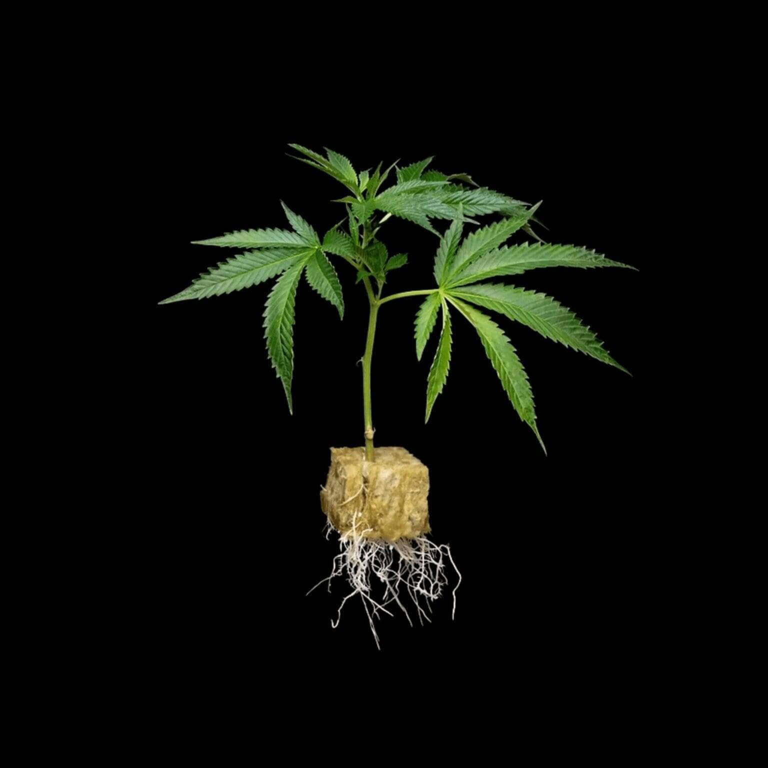 Double Runtz at Seeds & Clones: Premium Cannabis Strain