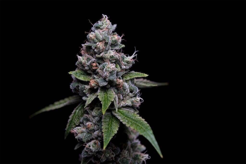 Legend OG x Pinesoul Seeds - Terp-Heavy Hybrid | Buds & Roses