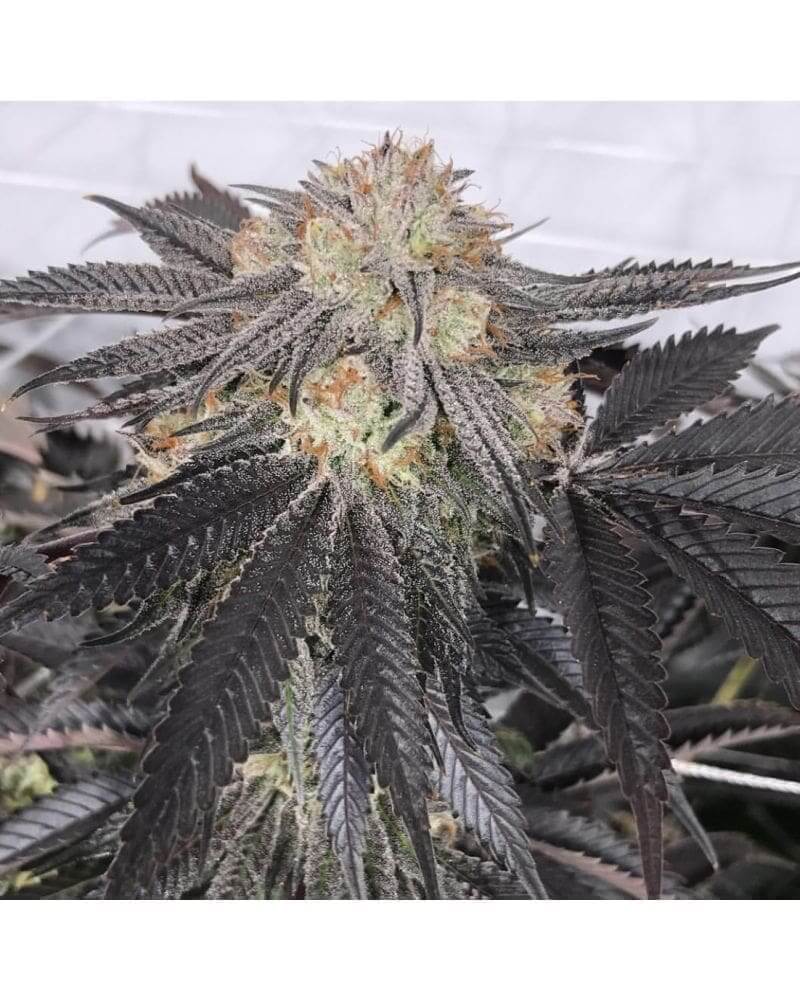 Purple Chem Seeds Feminized - Unique Genetics | The Cali Connection