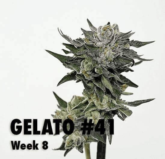 Gelato #41 - Seeds & Clones