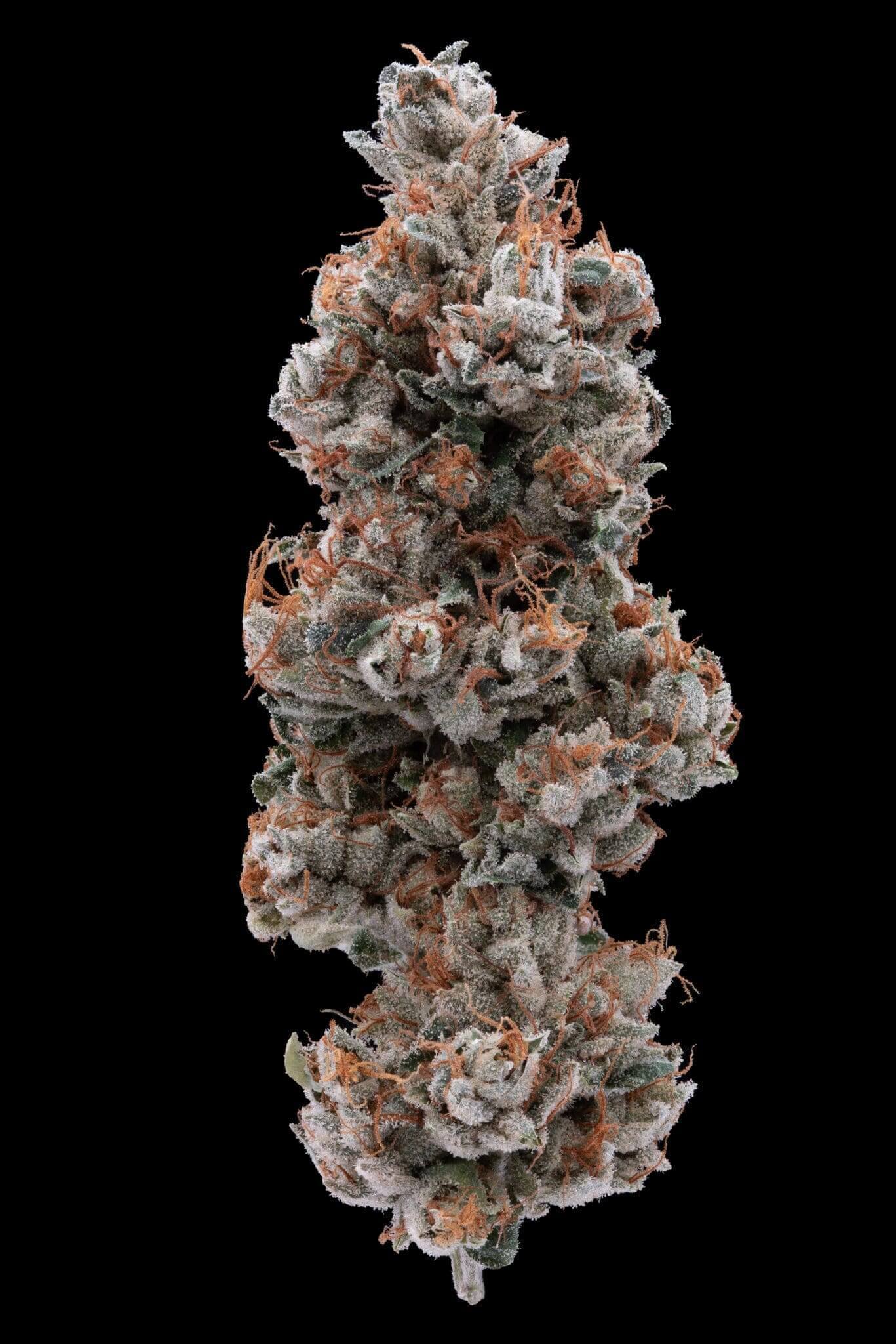 Legend OG x AJ Sour Diesel - Gassy Aroma | Buds & Roses