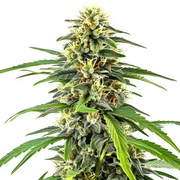 Amnesia Haze Seeds - Premium Feminized | Origin Seed Co