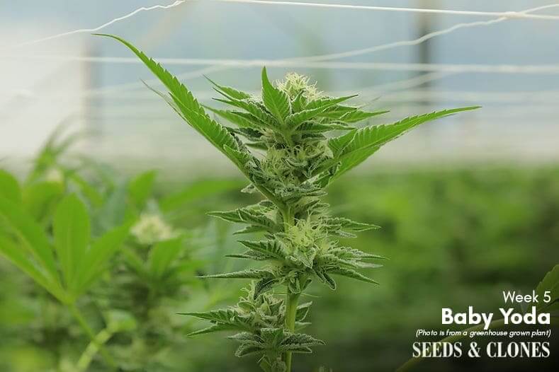 Baby Yoda Clone | Seeds & Clones