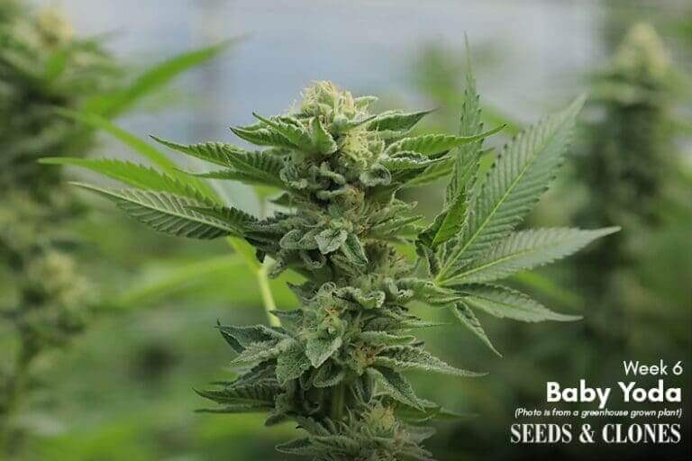 Baby Yoda Clone | Seeds & Clones