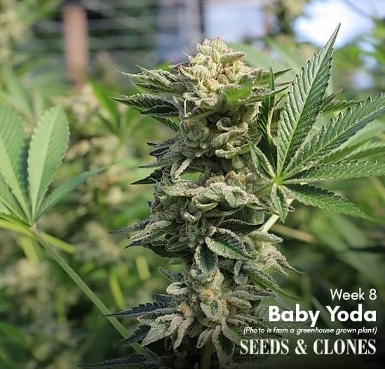 Baby Yoda Clone | Seeds & Clones