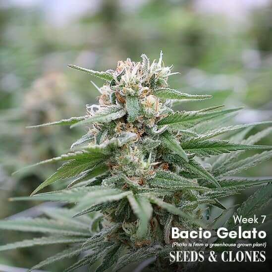 Bacio Gelato Clone - Seeds & Clones