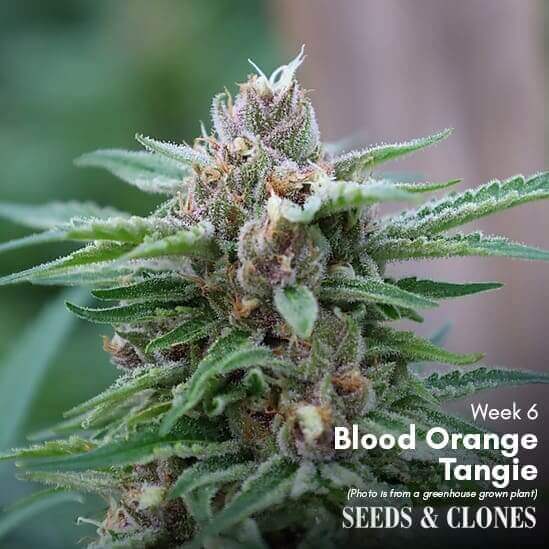 Blood Orange Tangie Clone | Seeds & Clones