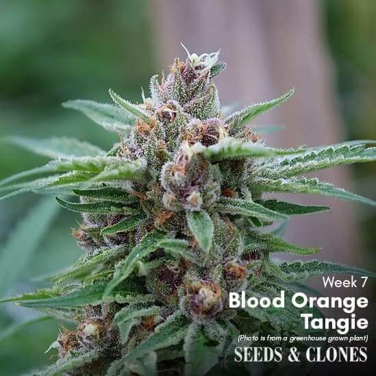 Blood Orange Tangie Clone | Seeds & Clones