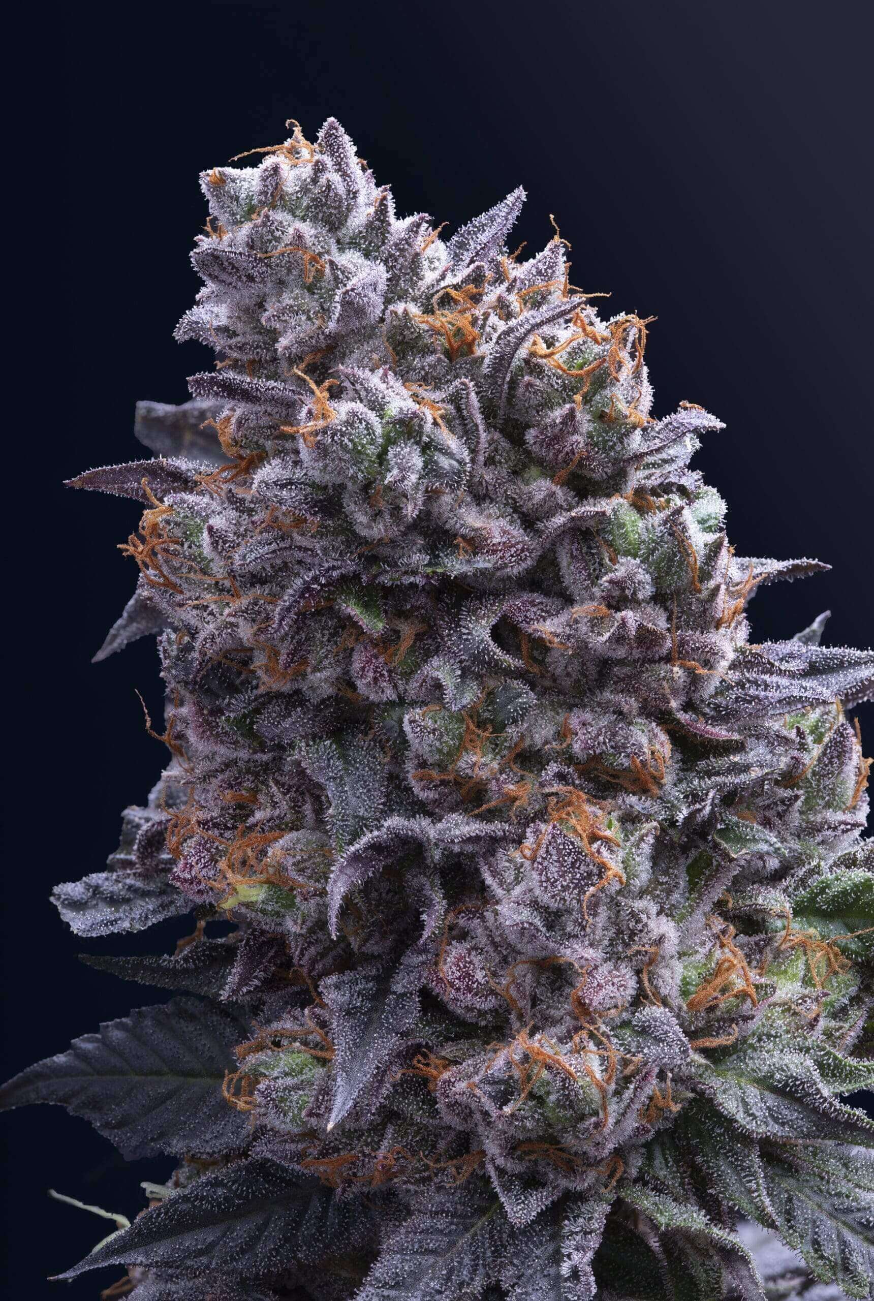 Gelato 33 x Slurricane - Seeds & Clones