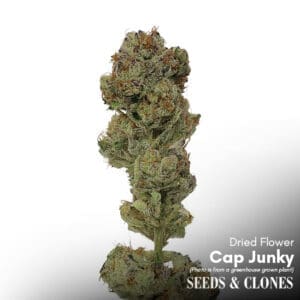 Cap Junky Clone | Seeds & Clones