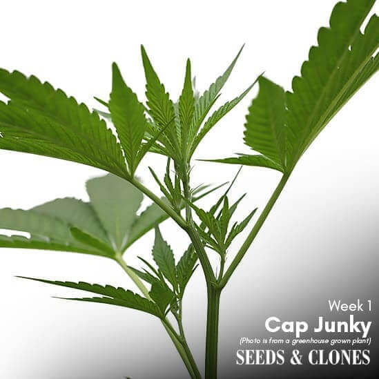 Cap Junky Clone | Seeds & Clones