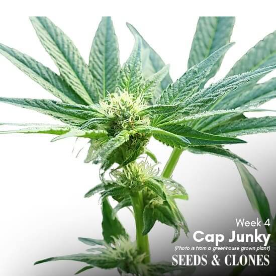Cap Junky Clone | Seeds & Clones