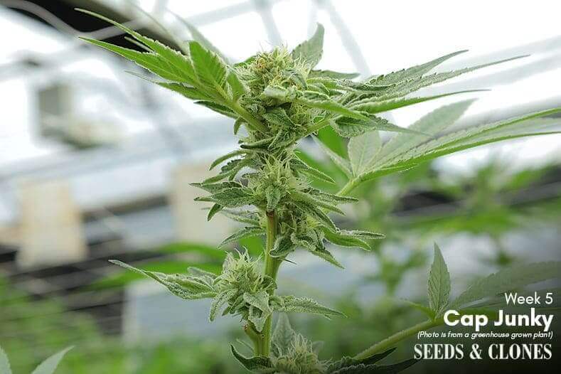 Cap Junky Clone | Seeds & Clones