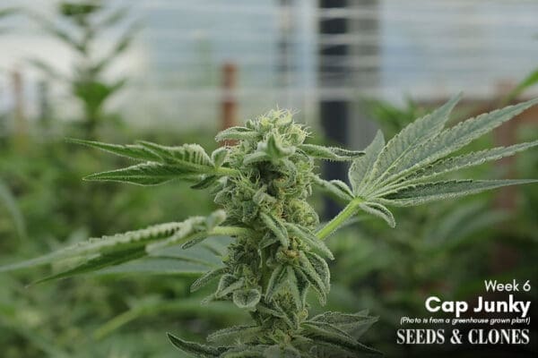 Cap Junky Clone | Seeds & Clones