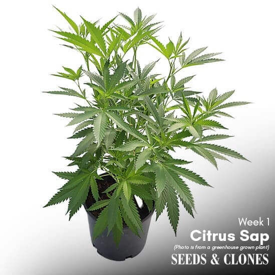 Buy Citrus Sap Clone | Seeds & Clones Store