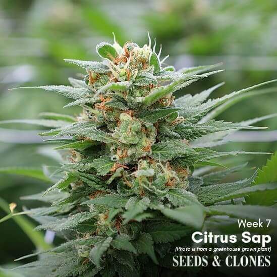 Buy Citrus Sap Clone | Seeds & Clones Store