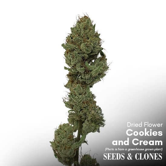 Cookies and Cream at Seeds & Clones: Indulge Today!