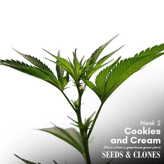 Cookies And Cream Clone - Seeds & Clones