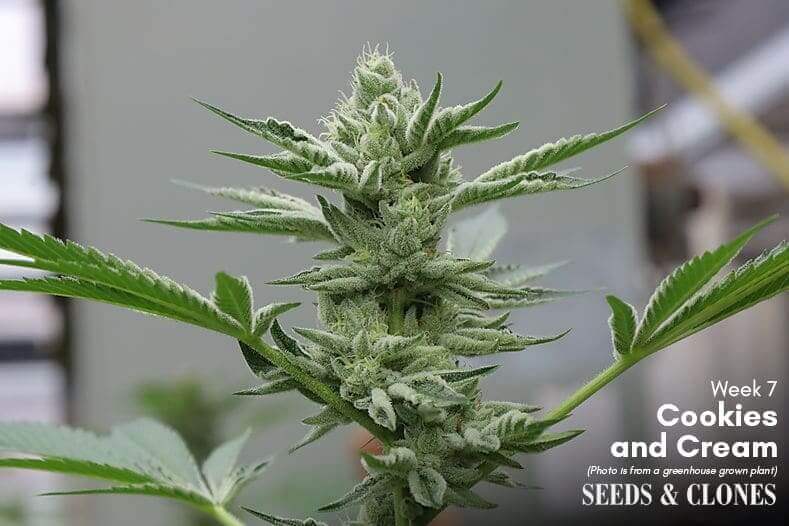 Cookies And Cream Clone - Seeds & Clones