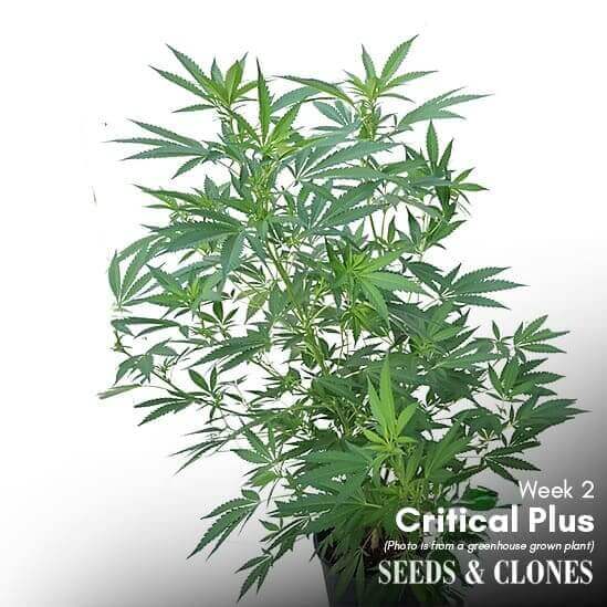 Buy Critical Plus Clone at Seeds & Clones Today