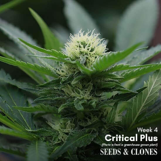 Buy Critical Plus Clone at Seeds & Clones Today