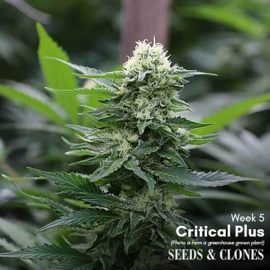Buy Critical Plus Clone at Seeds & Clones Today