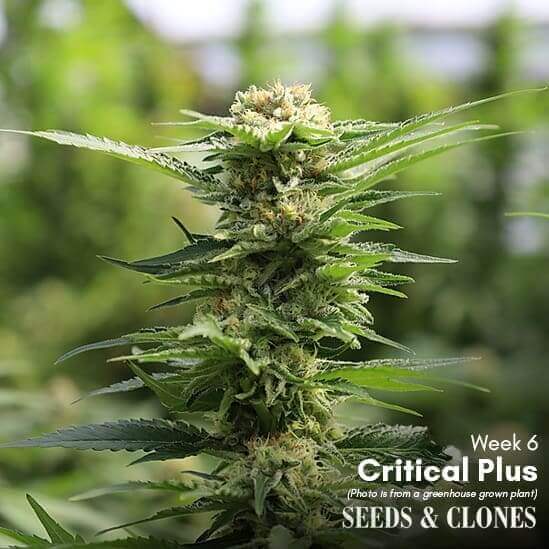 Buy Critical Plus Clone at Seeds & Clones Today