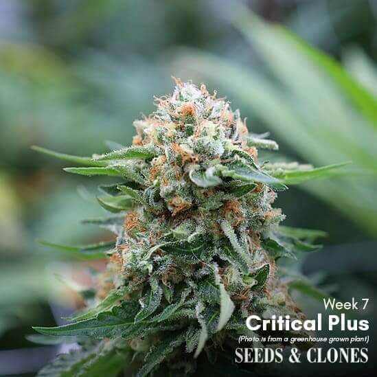 Buy Critical Plus Clone at Seeds & Clones Today