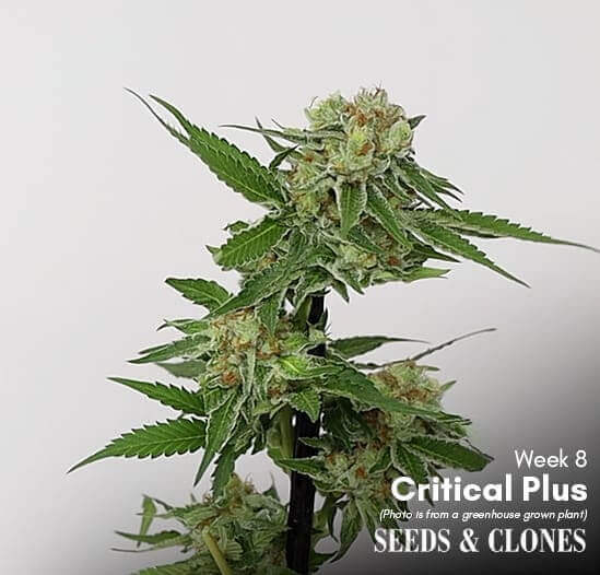 Buy Critical Plus Clone at Seeds & Clones Today