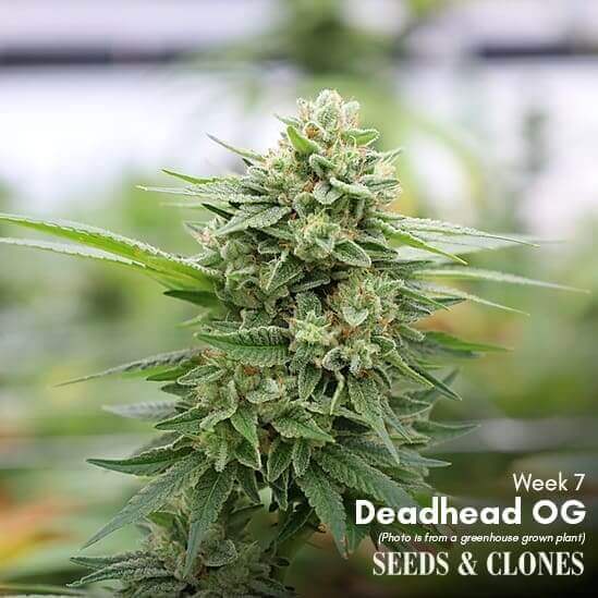 Buy Deadhead OG Clone - Seeds & Clones Store