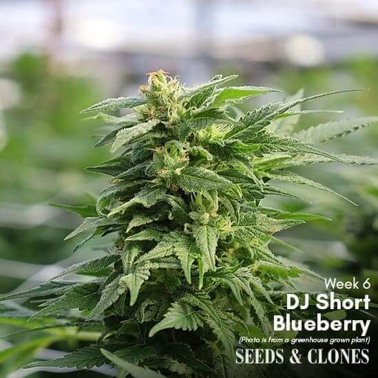 DJ Short Blueberry Clone | Seeds & Clones
