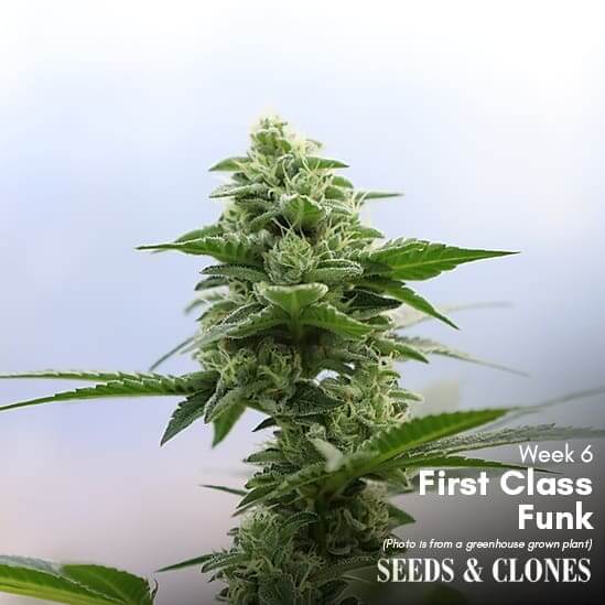 First Class Funk Clone | Seeds & Clones