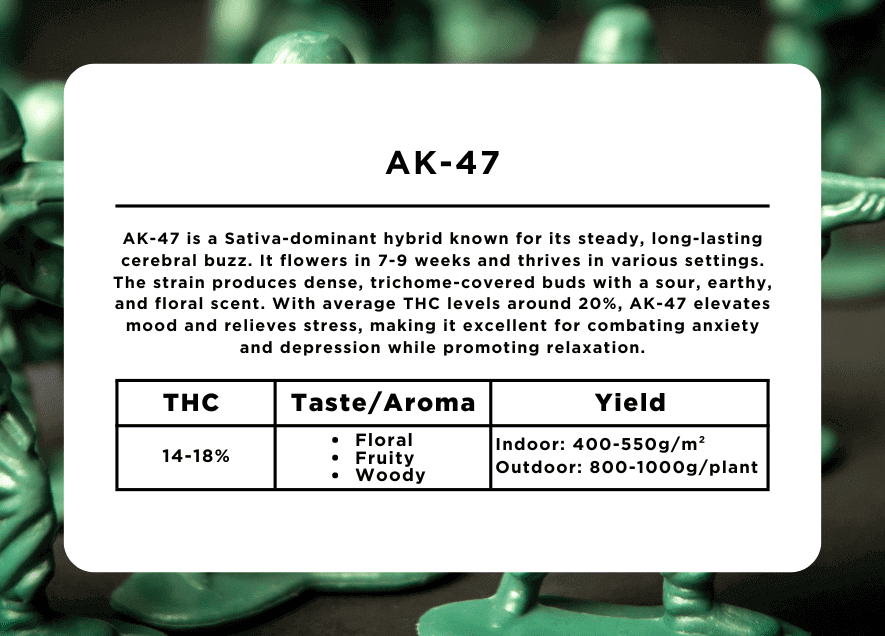 AK-47 Autoflower Seeds - 70 Day Yield | Origin Seed Co