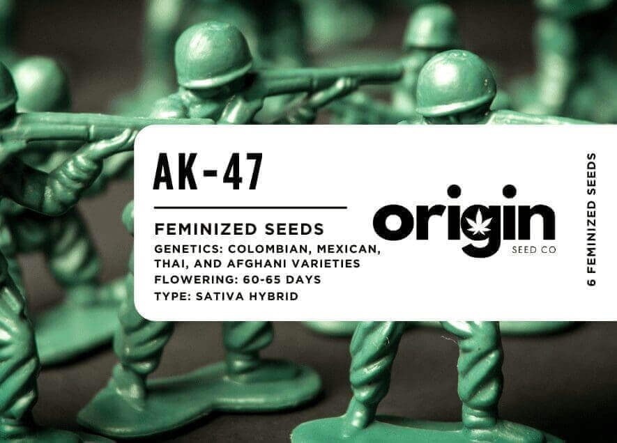AK-47 Autoflower Seeds - 70 Day Yield | Origin Seed Co