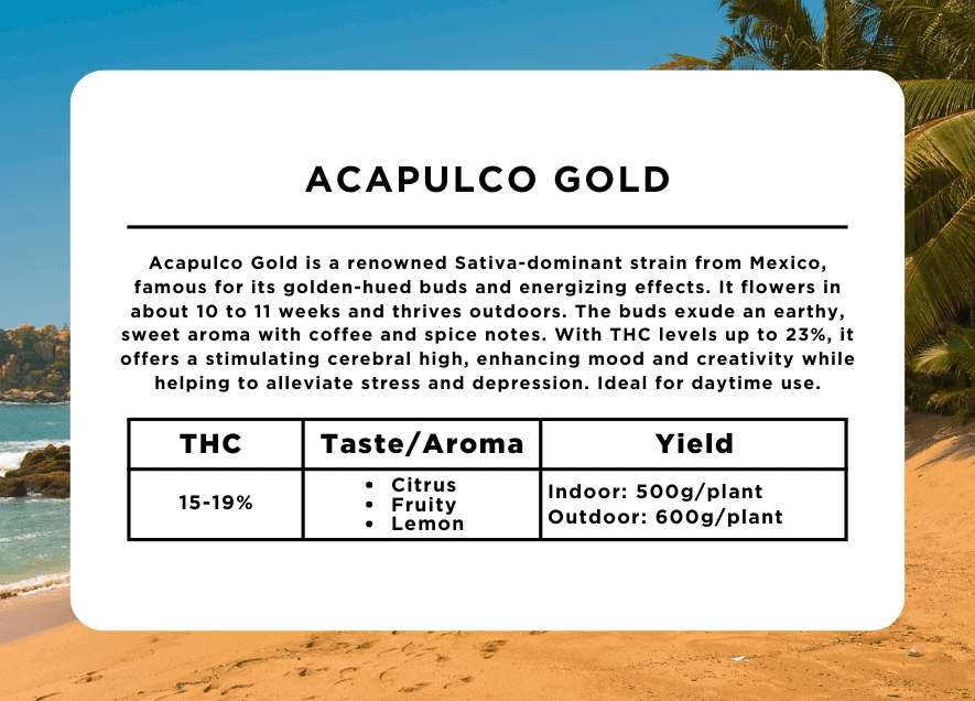 Acapulco Gold Seeds - 70 Day Harvest | Origin Seed Co