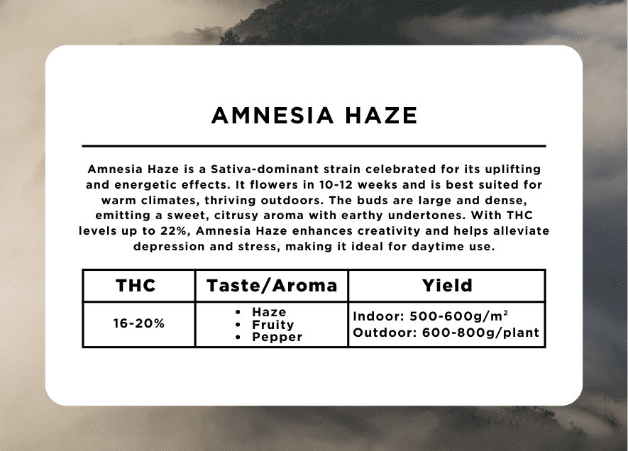 Amnesia Haze Seeds - Premium Feminized | Origin Seed Co