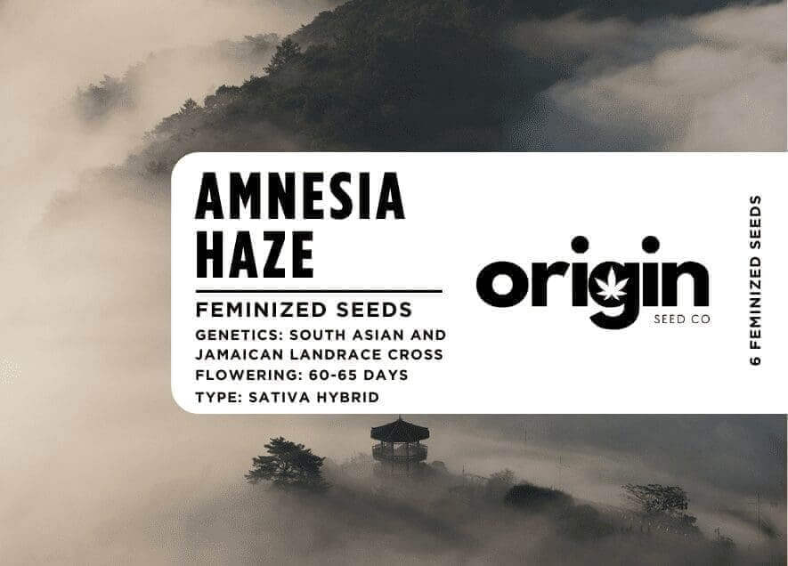Amnesia Haze Seeds - Premium Feminized | Origin Seed Co
