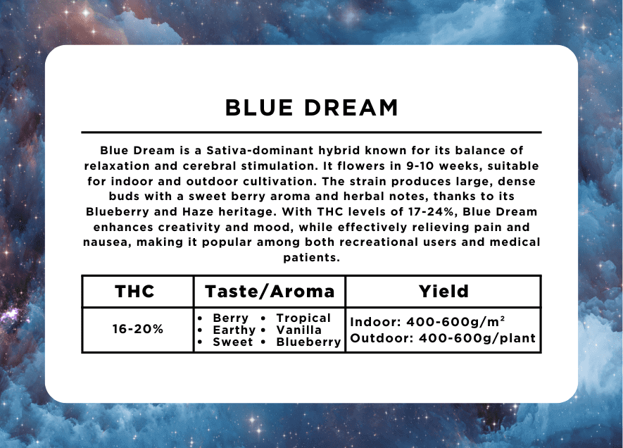 Blue Dream Strain - 8-10 Week Sativa Hybrid | Origin Seed Co
