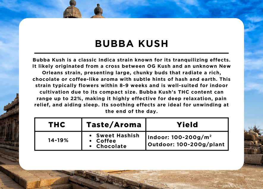 Bubba Kush Seeds - Premium, Fast Flowering | Origin Seed Co