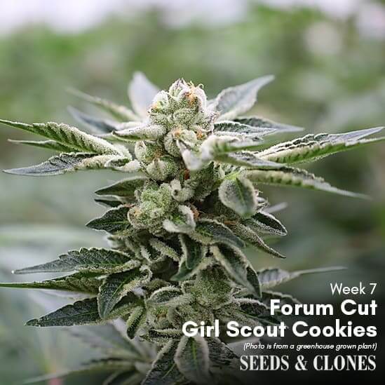 Forum Cut Girl Scout Cookies Clone | Seeds & Clones