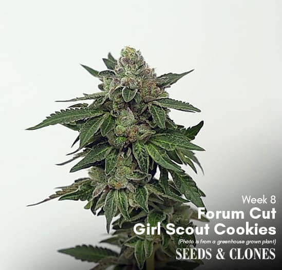 Forum Cut Girl Scout Cookies Clone | Seeds & Clones