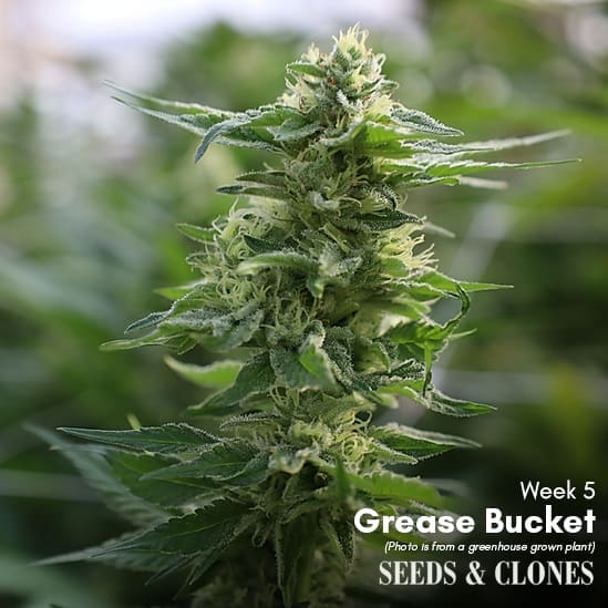 Grease Bucket Clone | Seeds & Clones Grease Bucket Clone | Seeds & Clones
