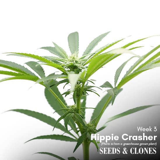Hippie Crasher Clone | Seeds & Clones