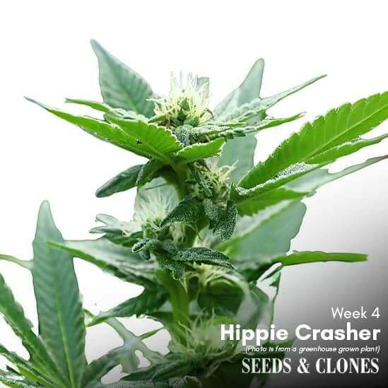 Hippie Crasher Clone | Seeds & Clones