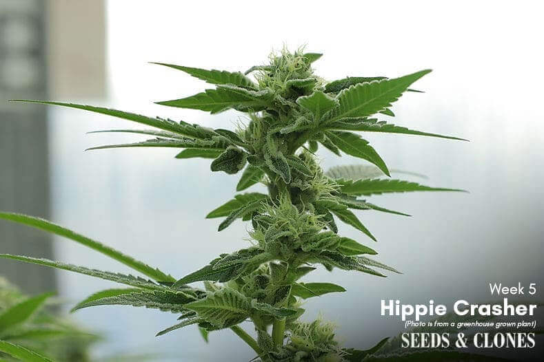 Hippie Crasher Clone | Seeds & Clones