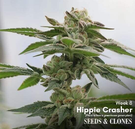 Hippie Crasher Clone | Seeds & Clones