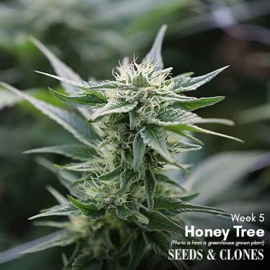 Buy Honey Tree Clone Indica | Seeds & Clones Store
