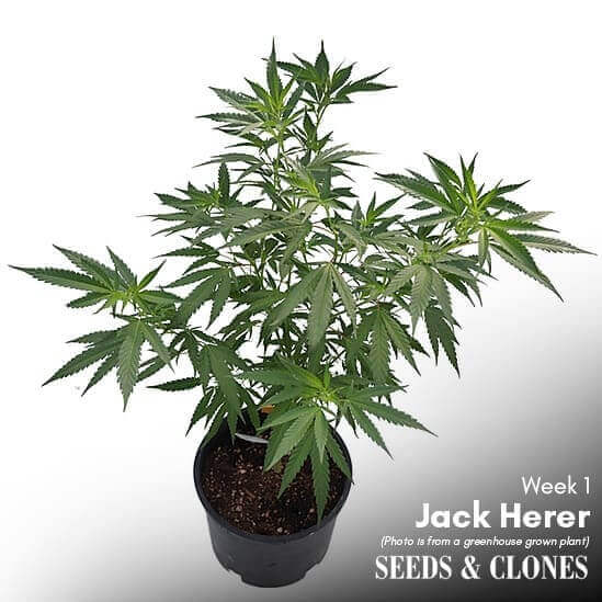 Jack Herer Clone | Seeds & Clones